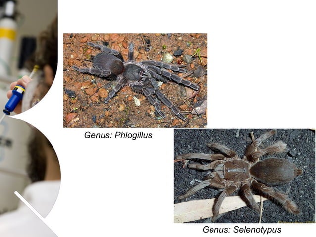 IMB slide template | PPT