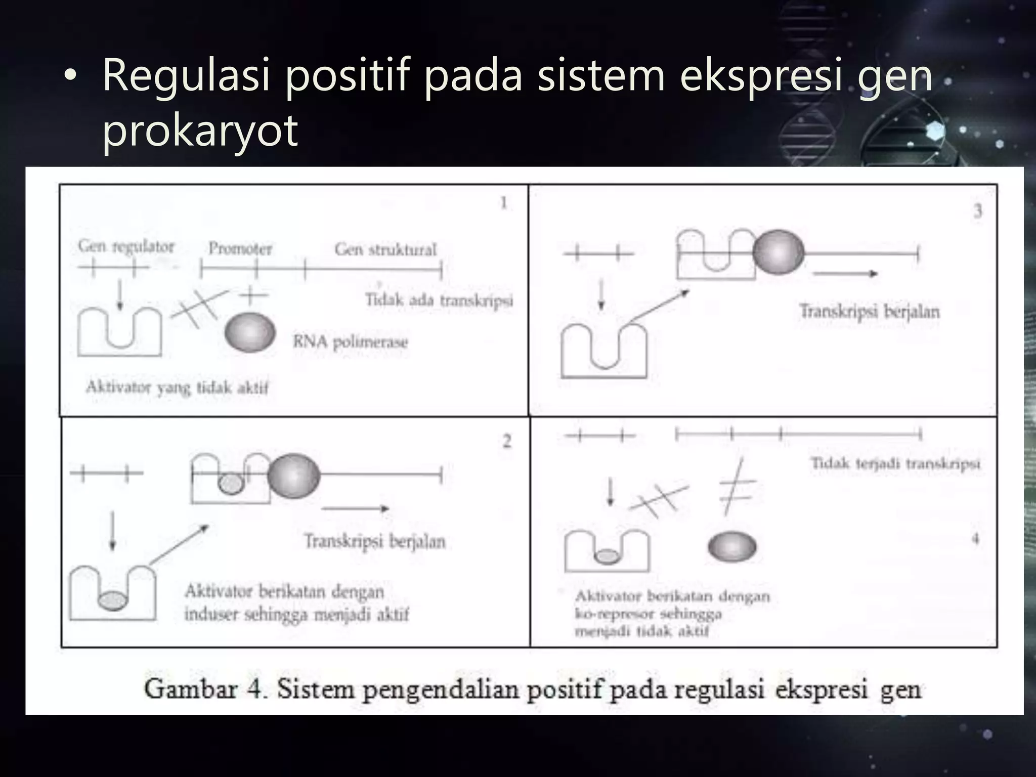 357316120-Regulasi-Ekspresi-Gen-pptx.pptx