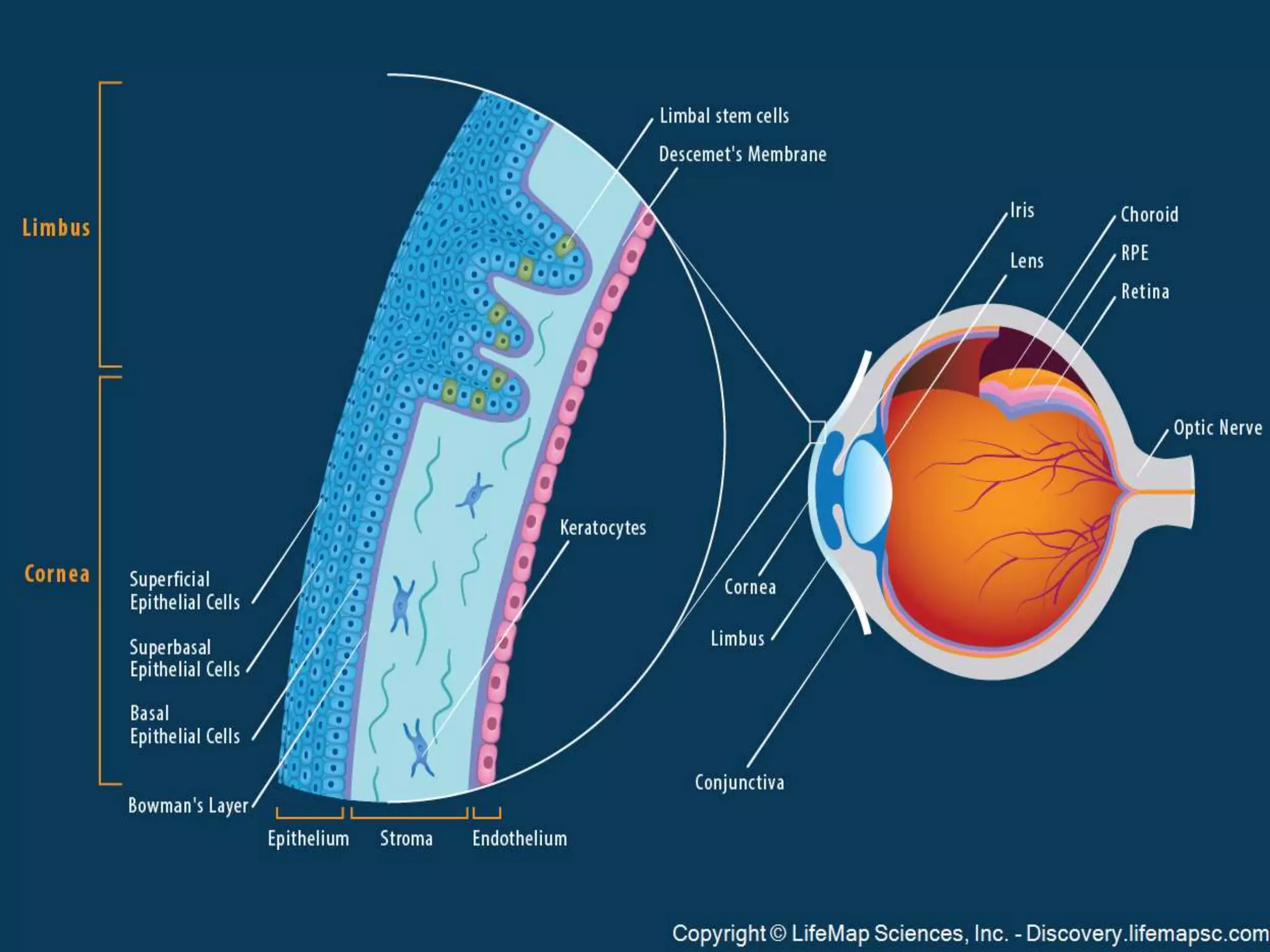 358990067-Anatomi-Kornea-pptx.pptx