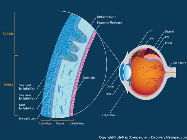 358990067-Anatomi-Kornea-pptx.pptx