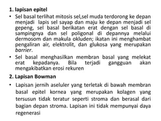 358990067-Anatomi-Kornea-pptx.pptx