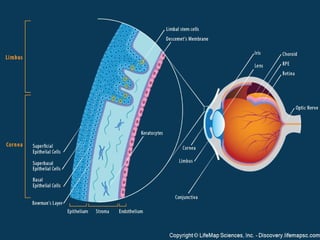 Anatomi mata pada bagian Kornea-pptx.pptx