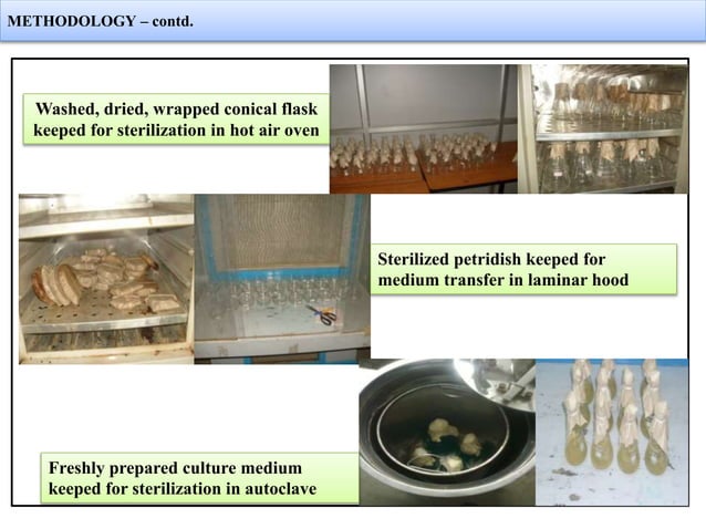 microbiological study | PPT