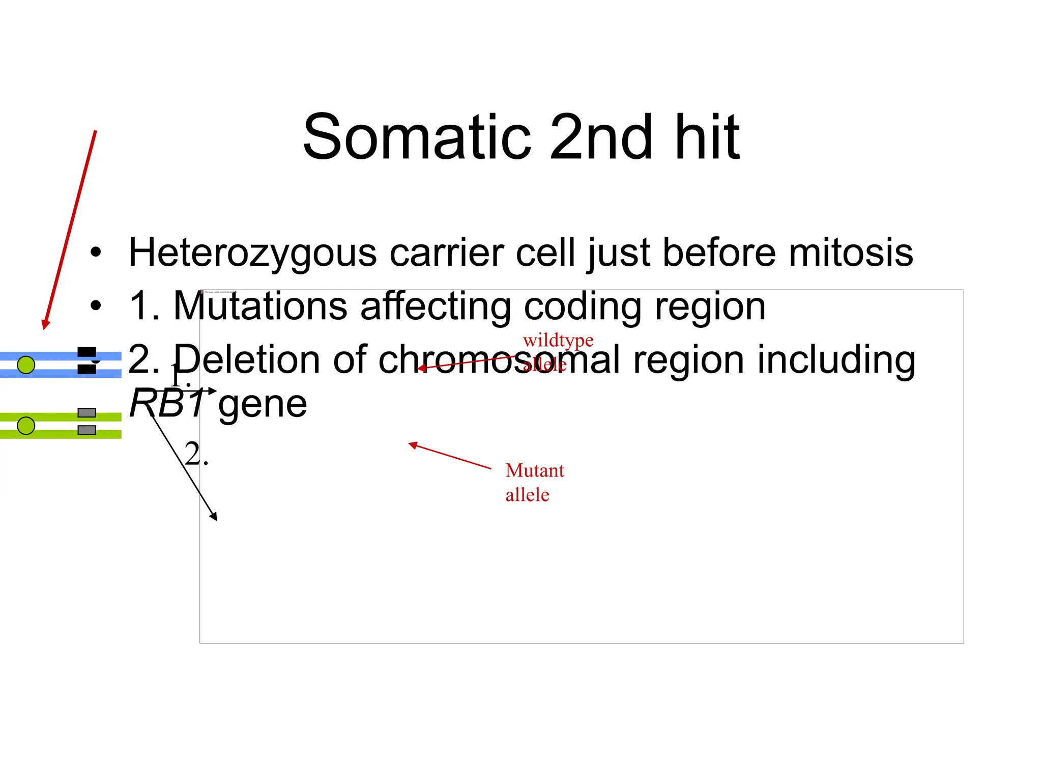 Understanding the mechanism of Cancer genetics | PPT