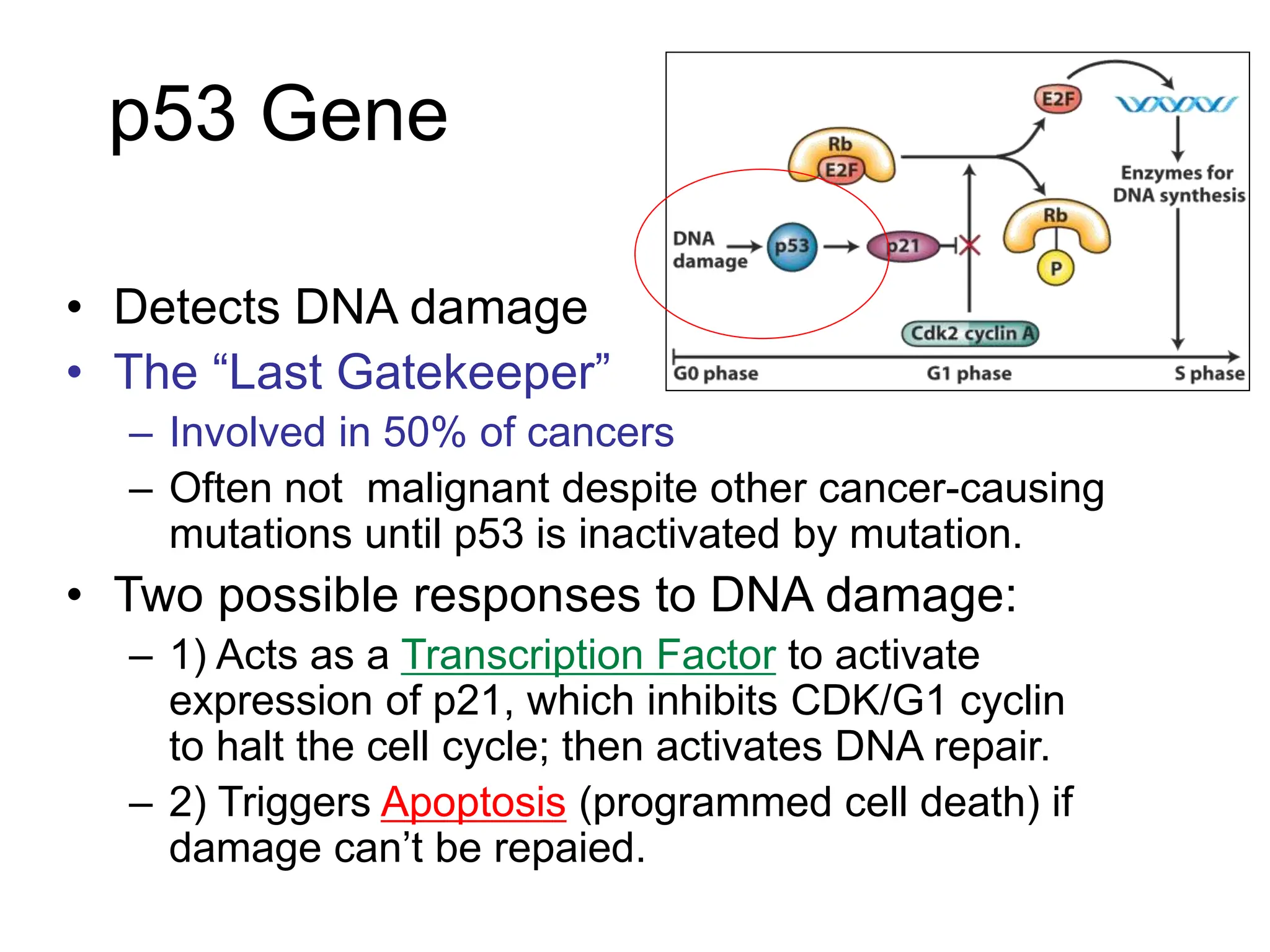 Understanding the mechanism of Cancer genetics | PPT