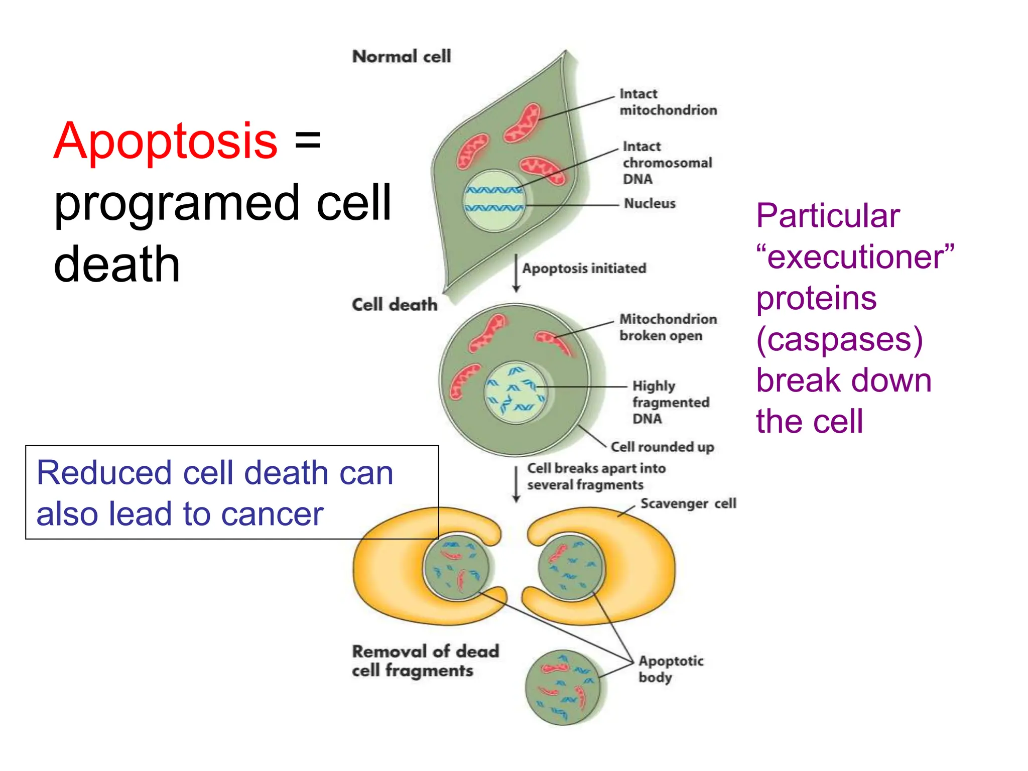 Understanding the mechanism of Cancer genetics | PPT