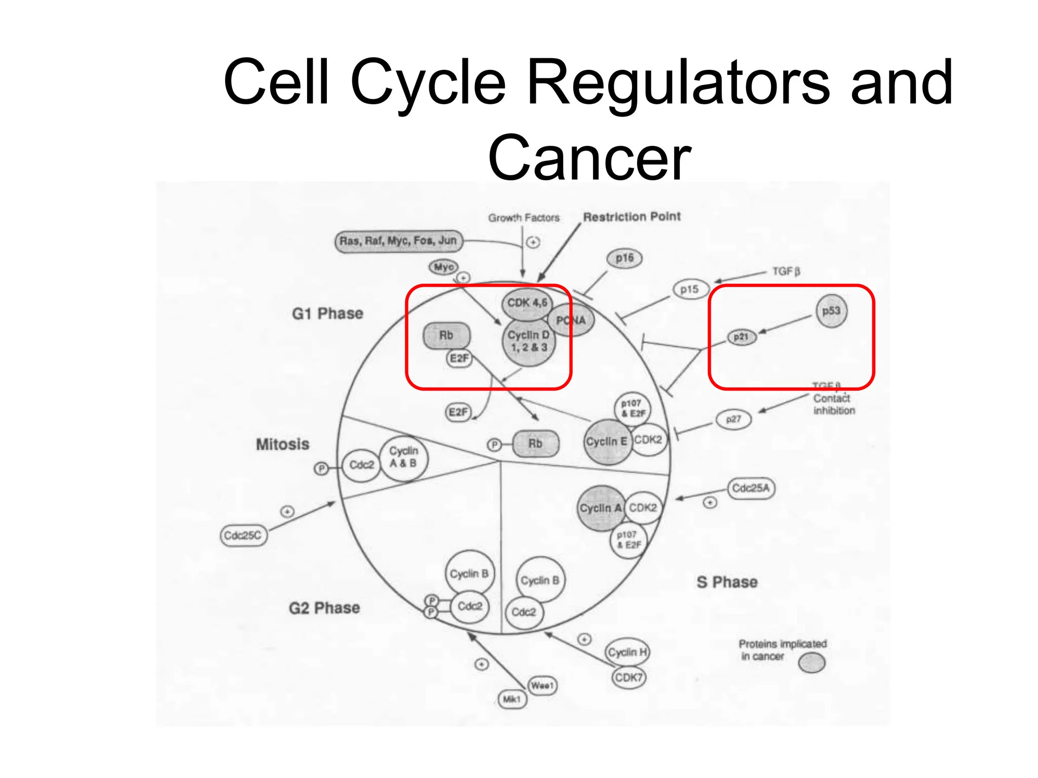 Understanding the mechanism of Cancer genetics | PPT