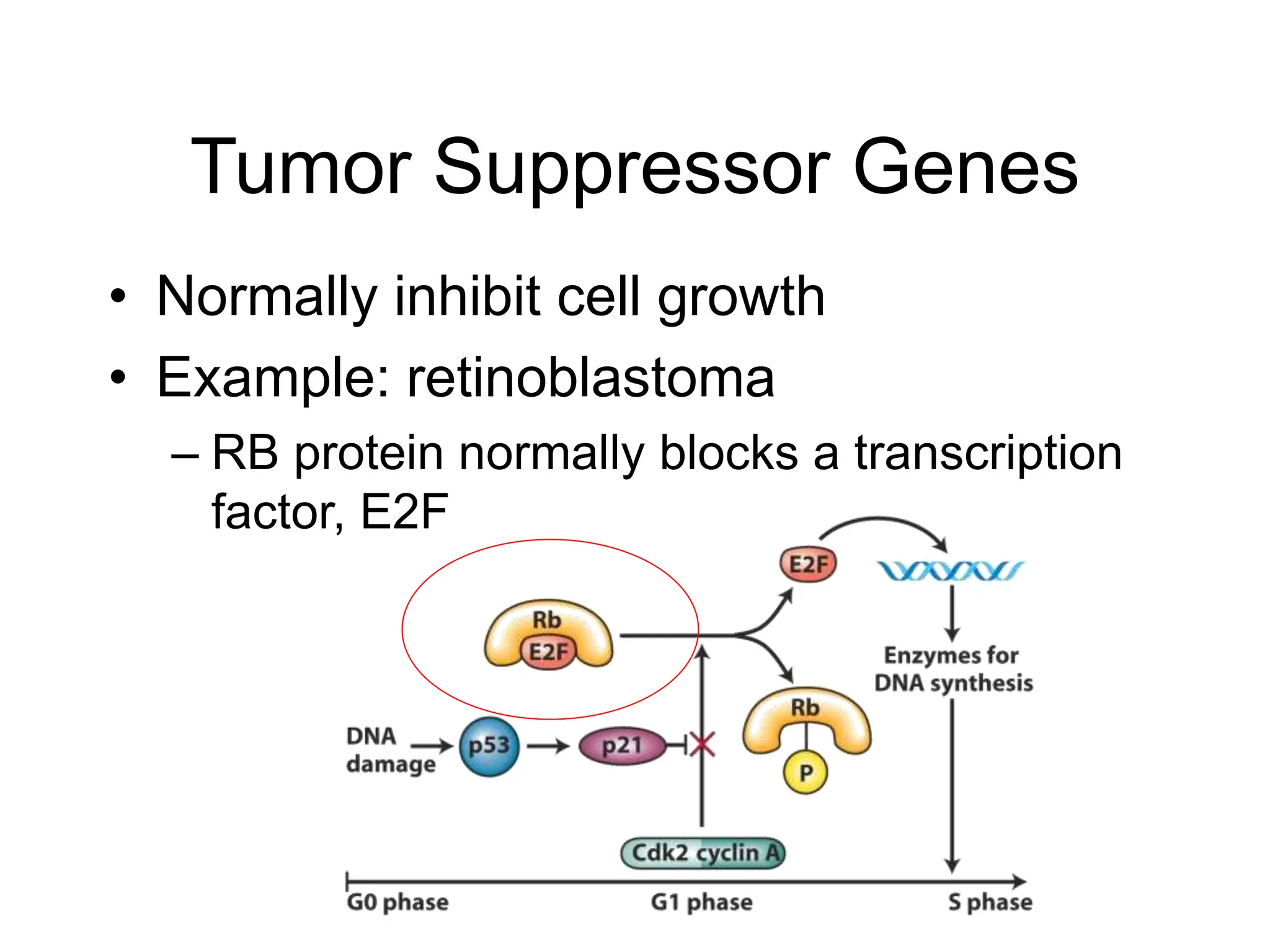 Understanding the mechanism of Cancer genetics | PPT