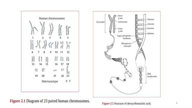 Inheritance Pattern of Orthopedics Syndrome.pptx