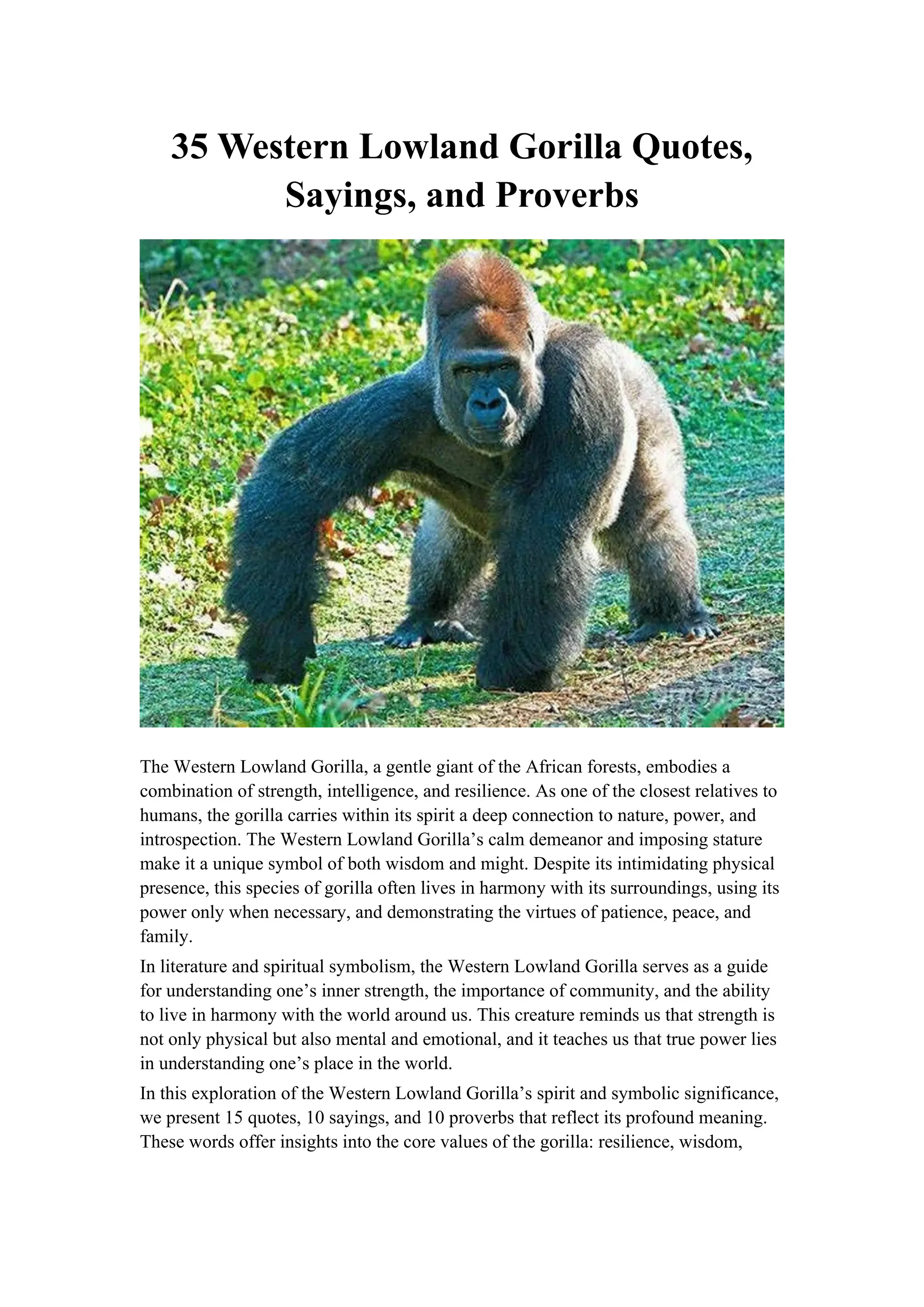 35 Western Lowland Gorilla Quotes, Sayings, and Proverbs.docx