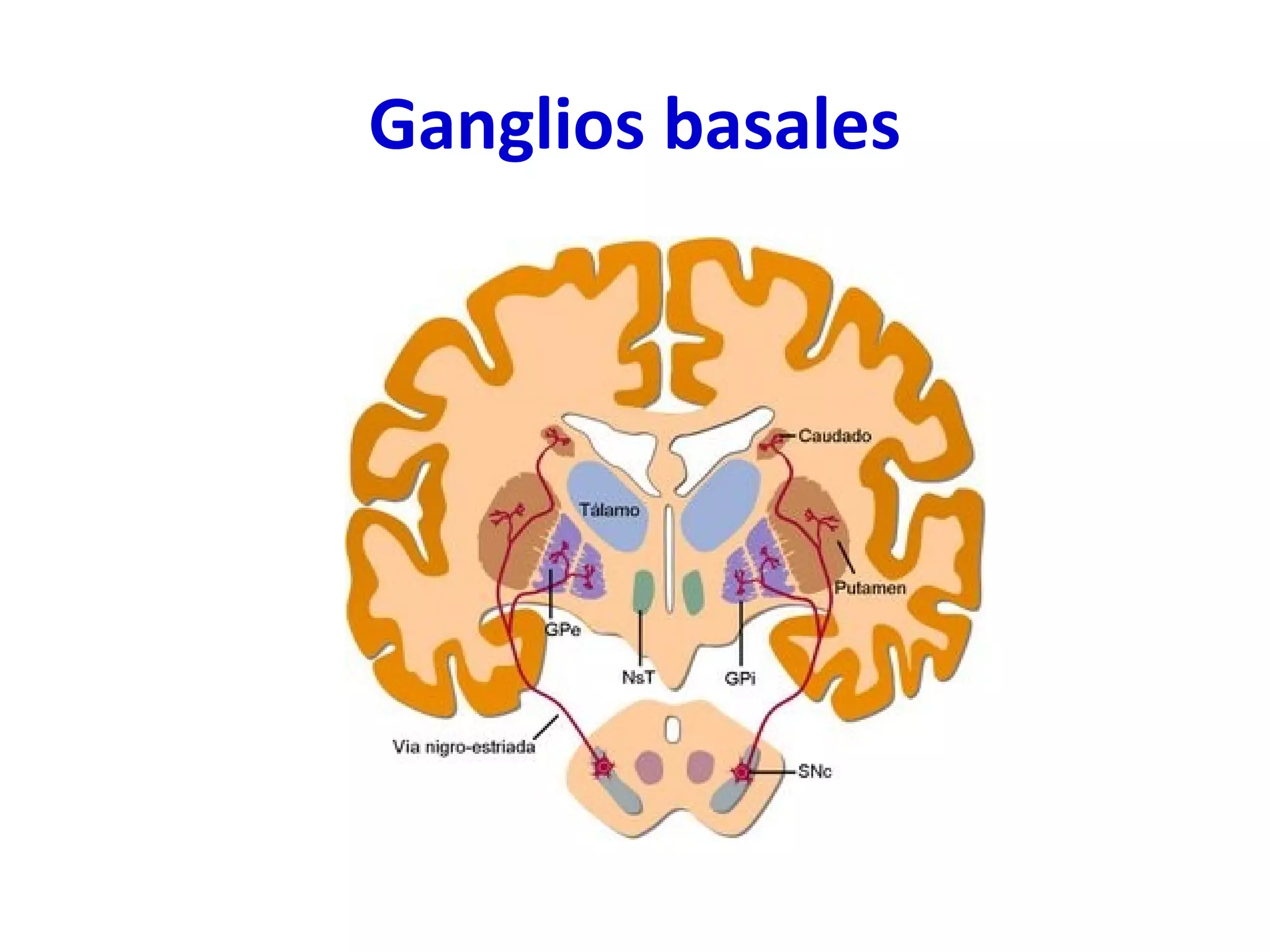 Síndrome extrapiramidal | PPT | Brain and Nervous System Disorders ...
