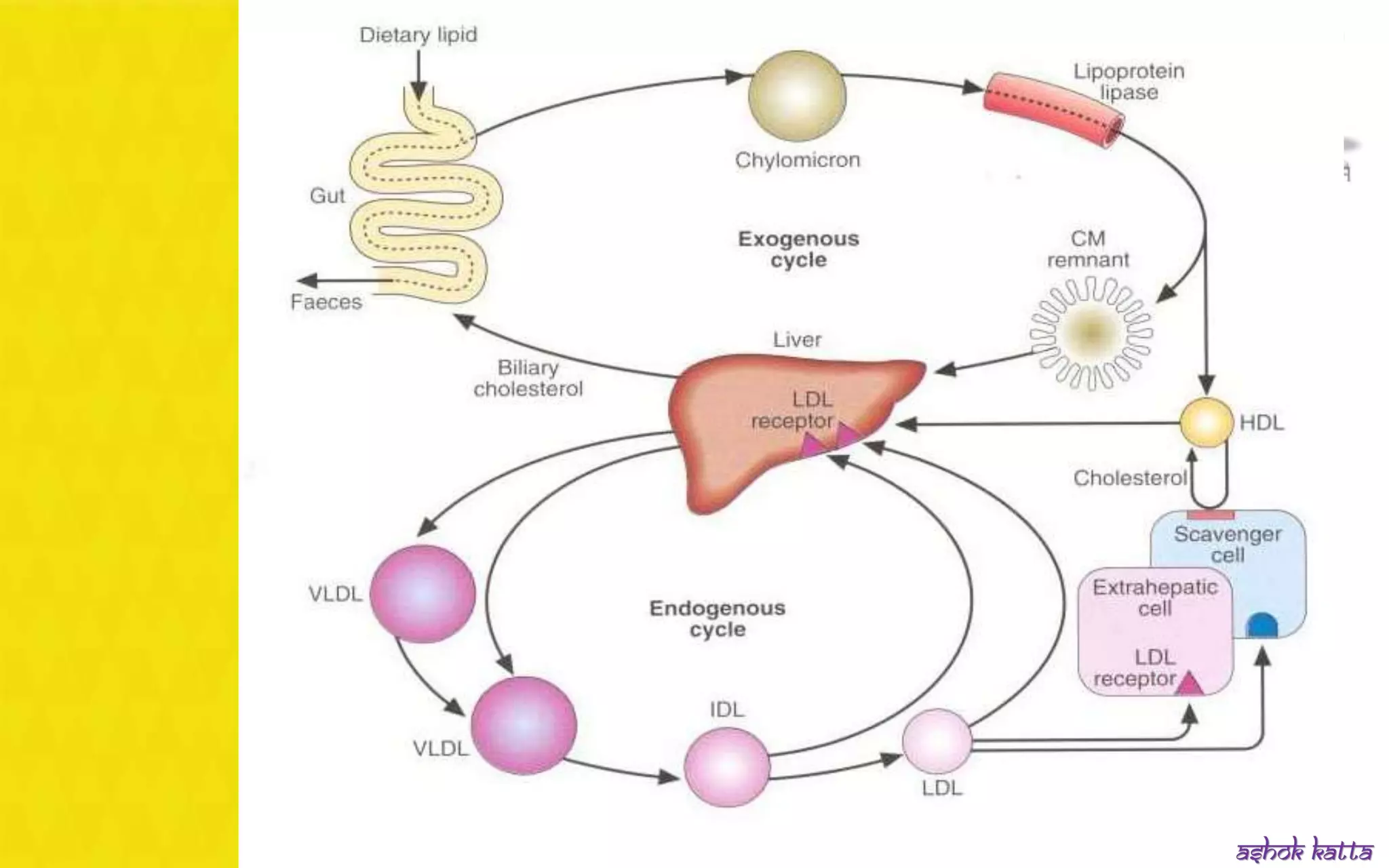 Lipoprotein metabolism - (transport of lipids in the Blood) | PPSX
