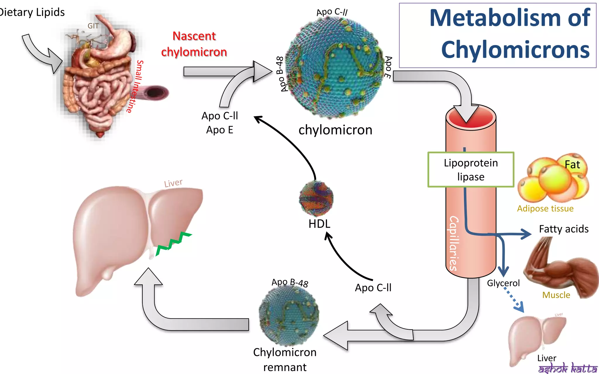 Lipoprotein metabolism - (transport of lipids in the Blood) | PPSX