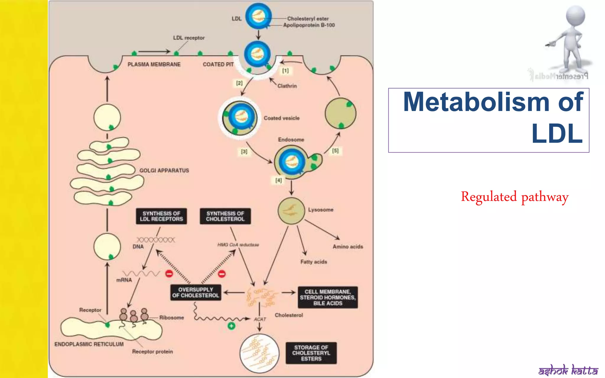 Lipoprotein metabolism - (transport of lipids in the Blood) | PPSX