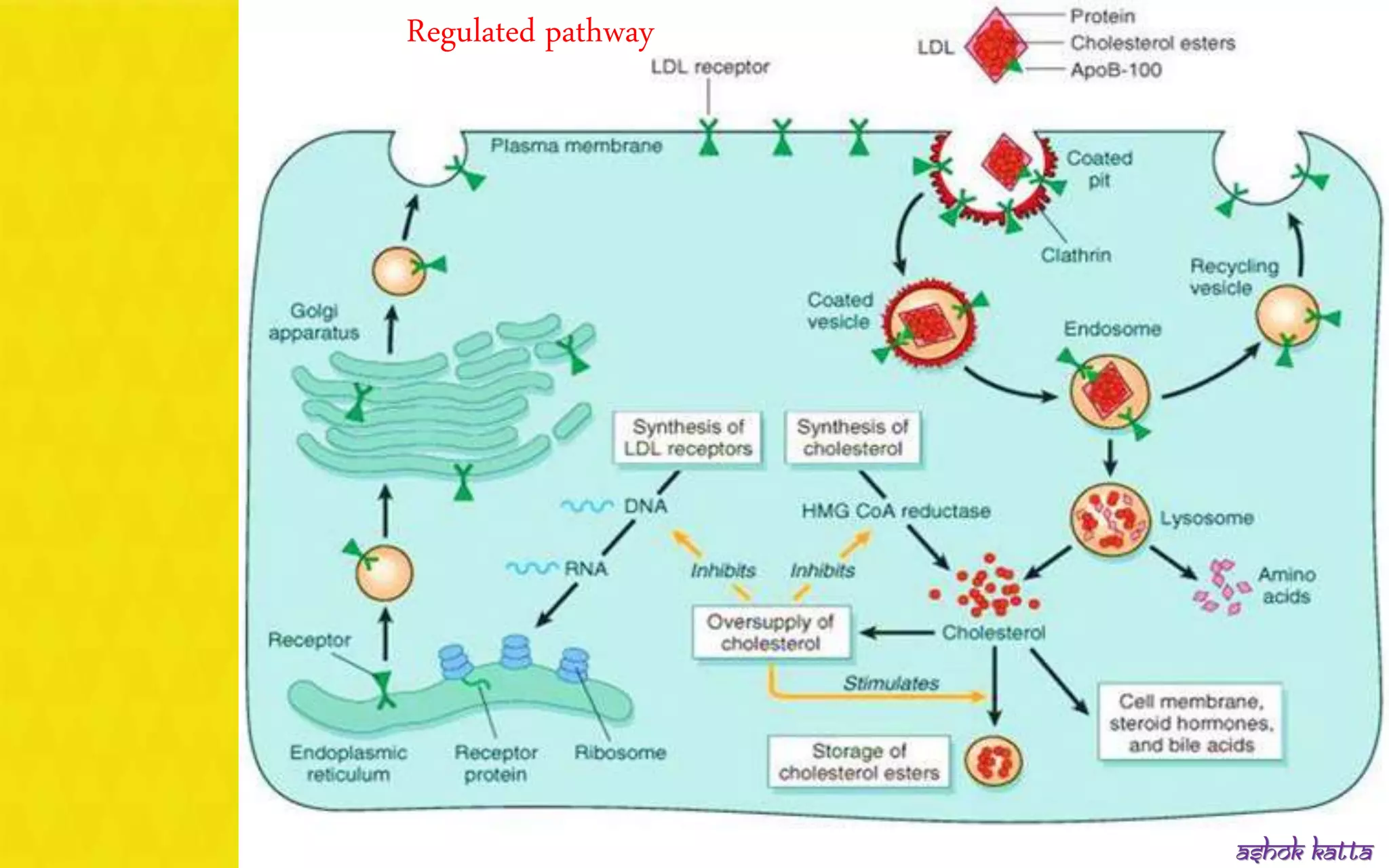 Lipoprotein metabolism - (transport of lipids in the Blood) | PPSX