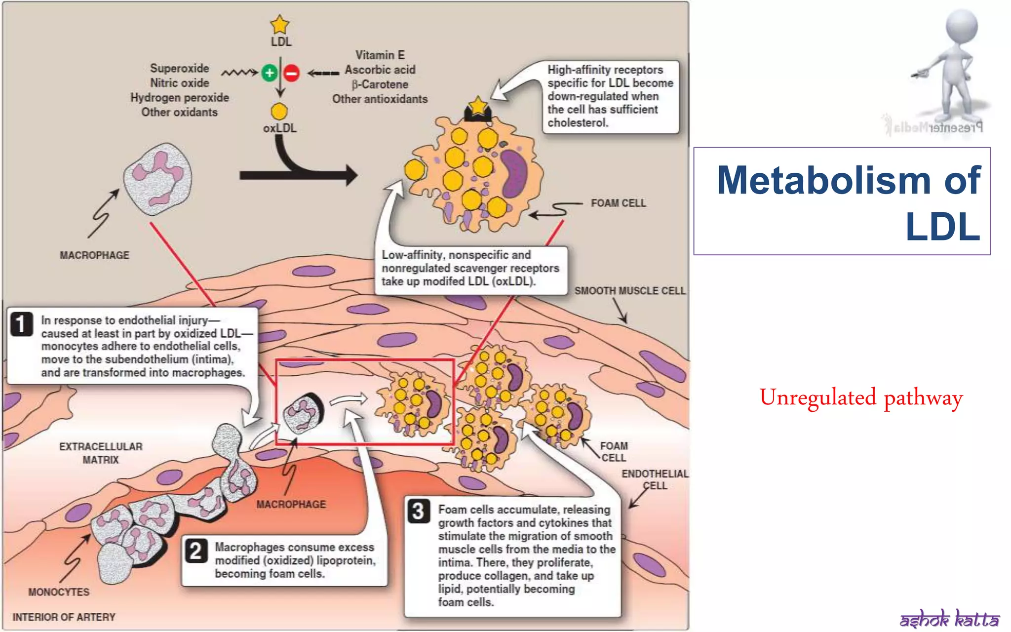 Lipoprotein metabolism - (transport of lipids in the Blood) | PPSX