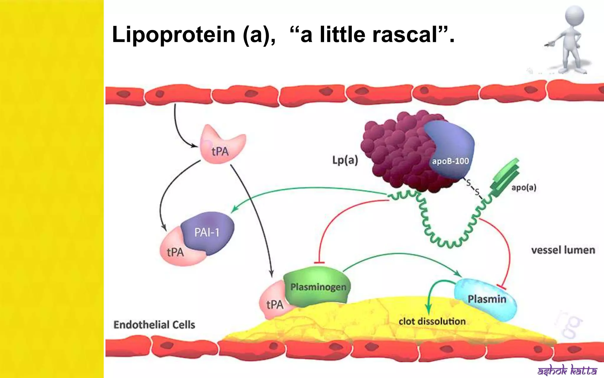 Lipoprotein metabolism - (transport of lipids in the Blood) | PPSX