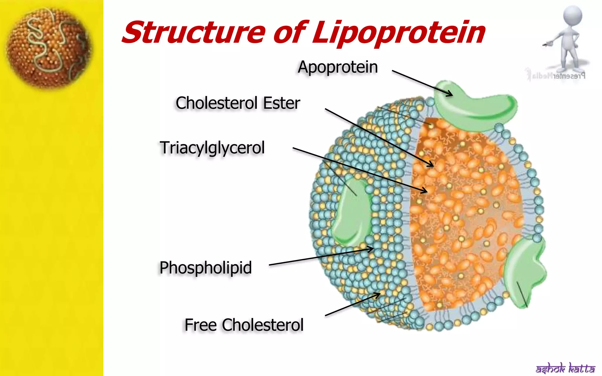 Lipoprotein metabolism - (transport of lipids in the Blood) | PPSX