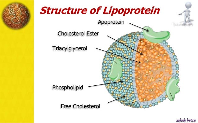 Lipoprotein metabolism - (transport of lipids in the Blood)