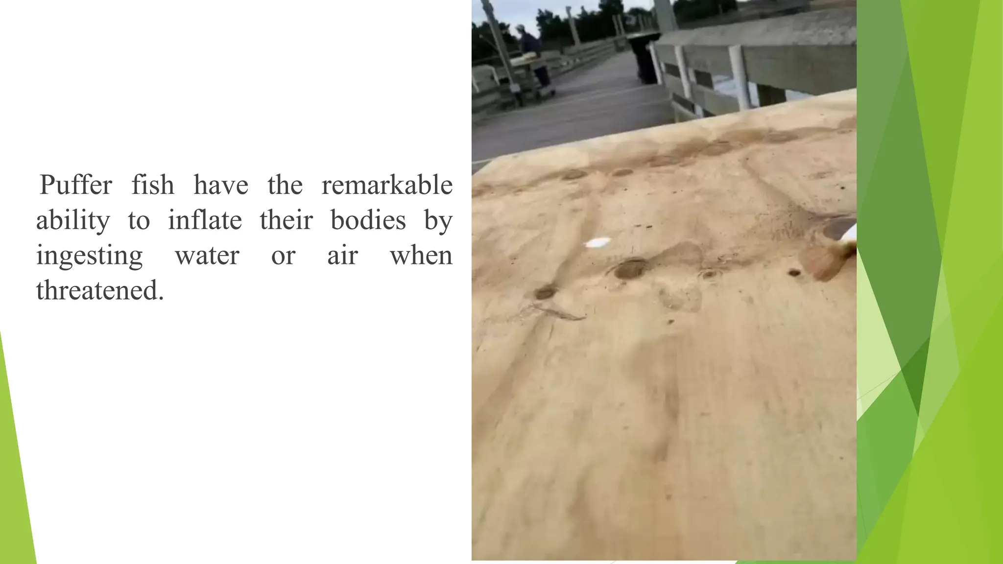 Puffer fish introduction, Morphology and its behaviour characteristics ...