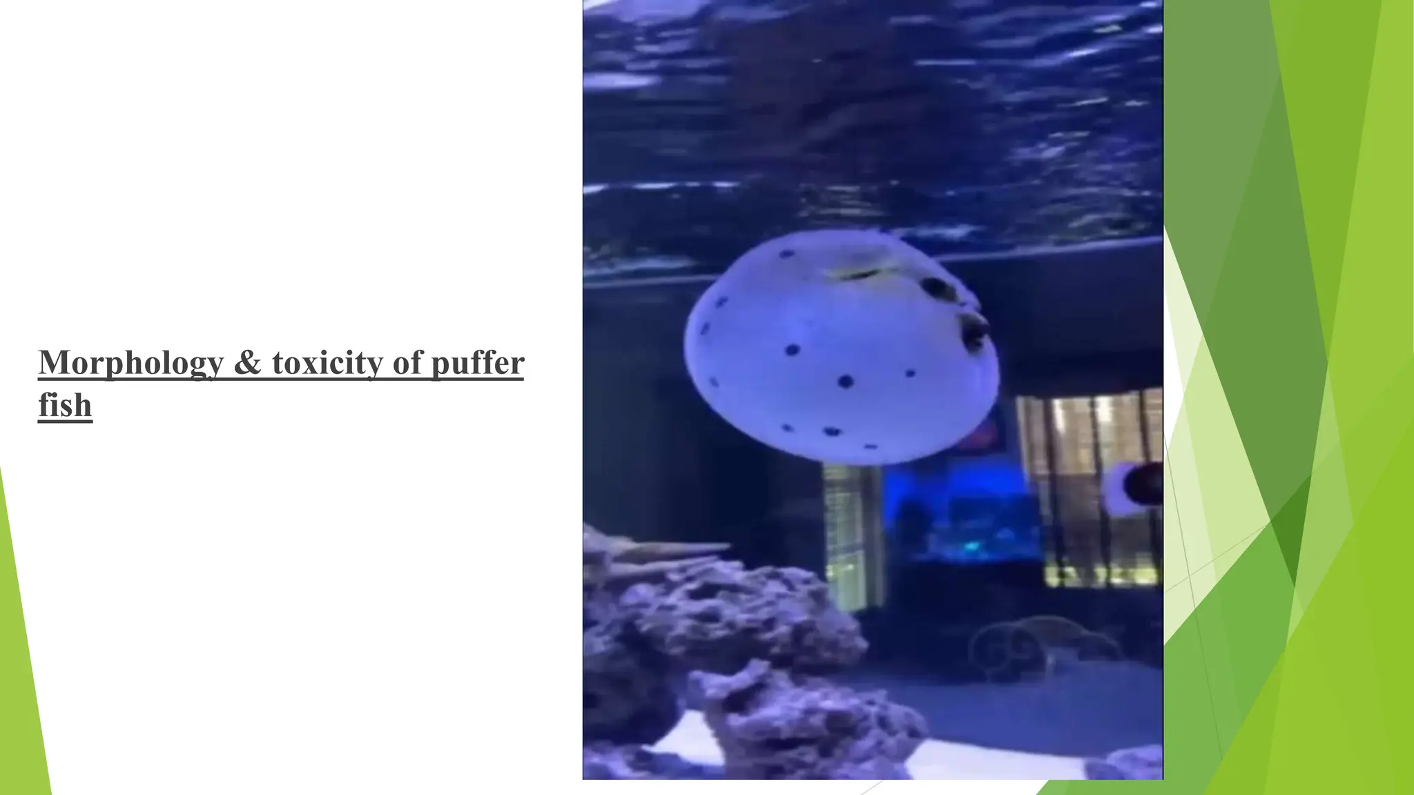 Puffer fish introduction, Morphology and its behaviour characteristics ...