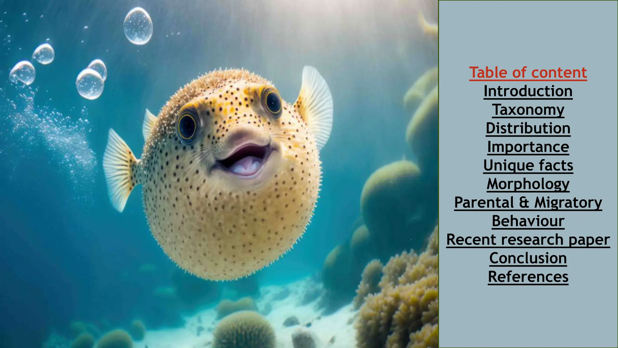Puffer fish introduction, Morphology and its behaviour characteristics ...