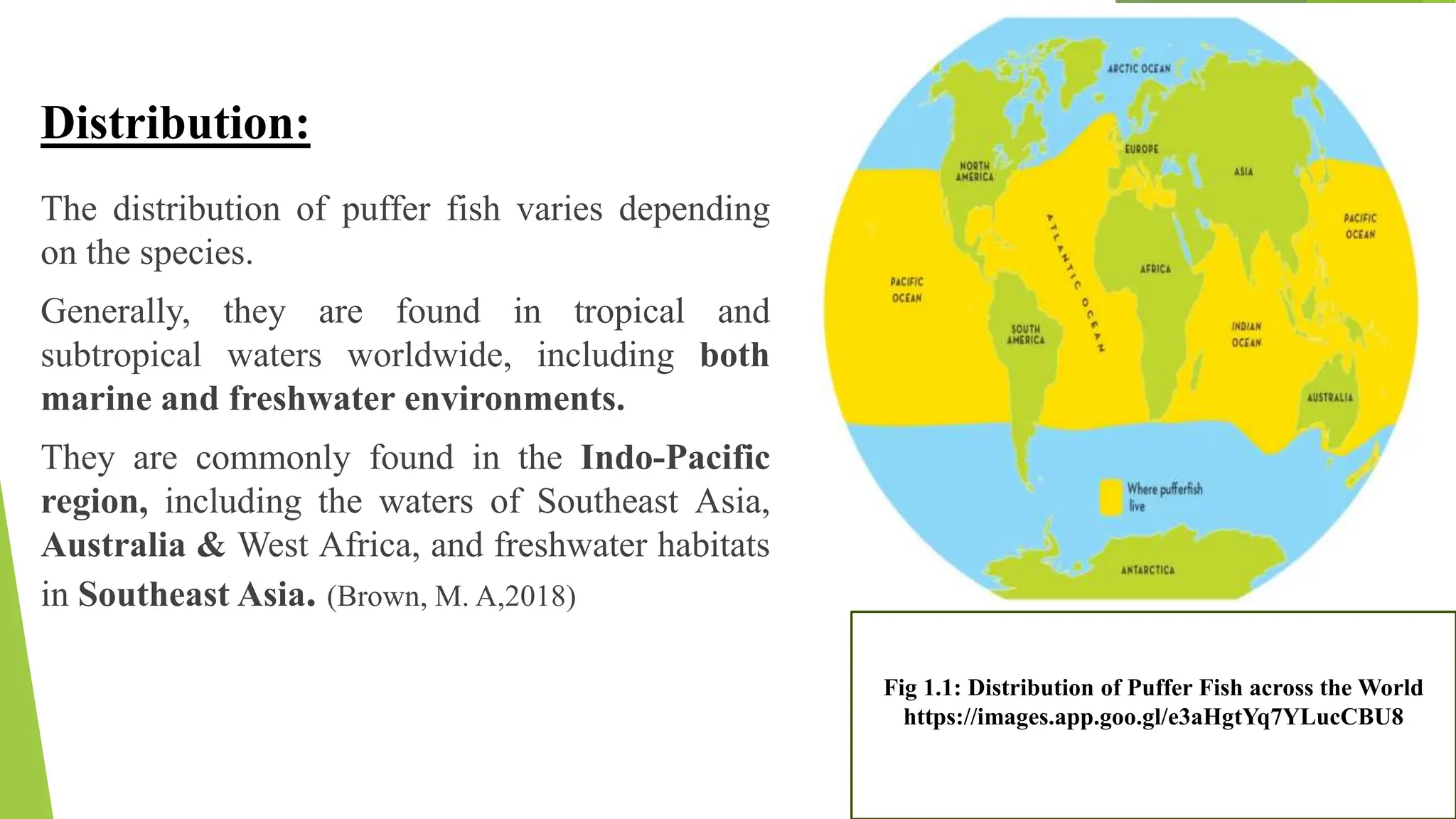 Puffer fish introduction, Morphology and its behaviour characteristics ...