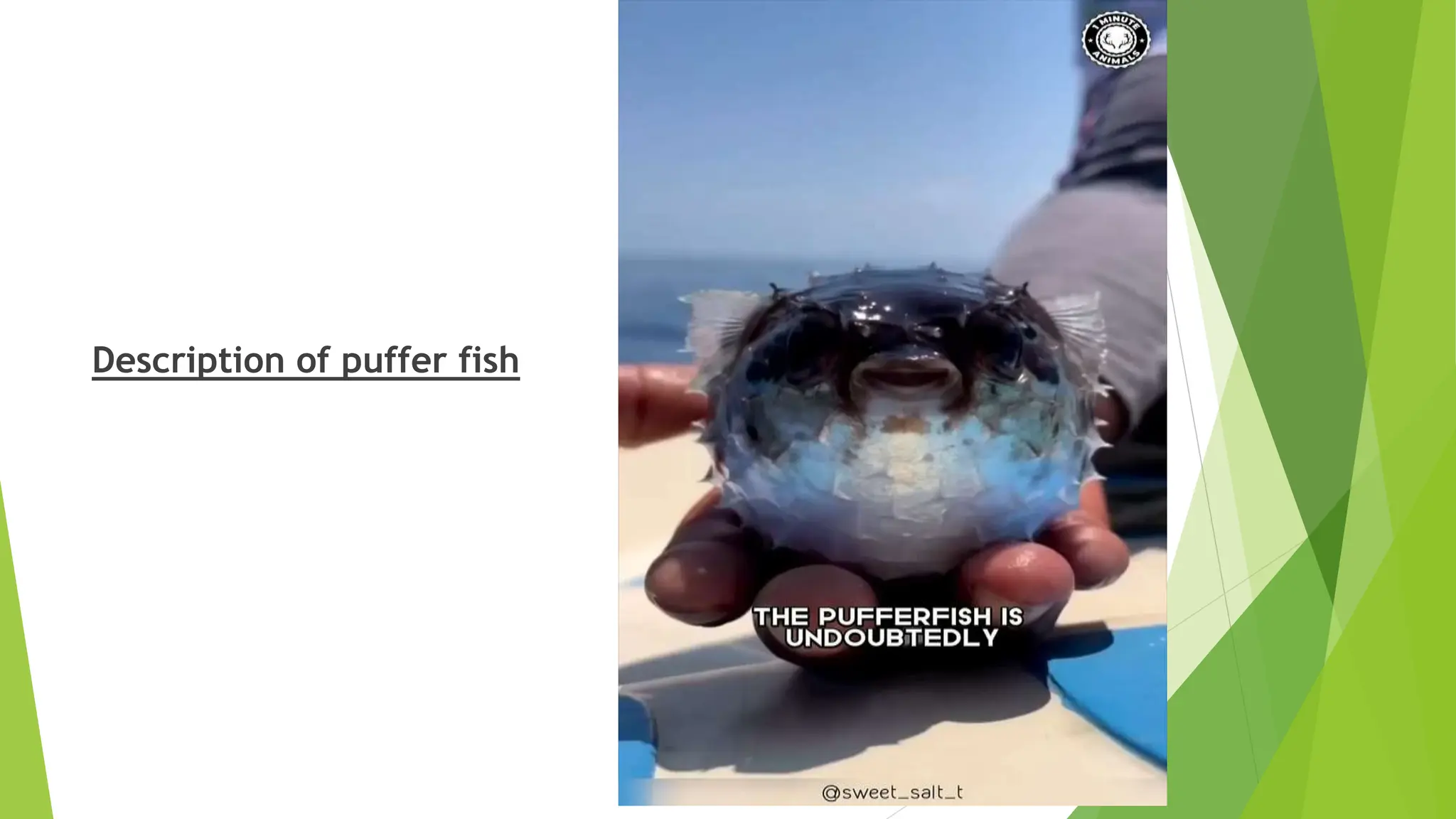 Puffer fish introduction, Morphology and its behaviour characteristics ...