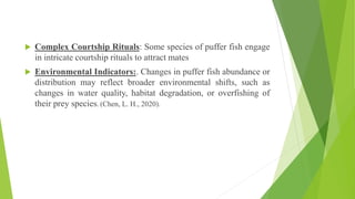 Puffer fish introduction, Morphology and its behaviour characteristics ...