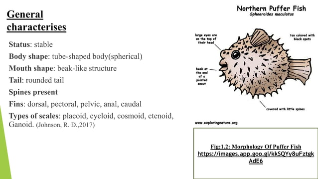 Puffer fish introduction, Morphology and its behaviour characteristics ...