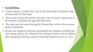 Puffer fish introduction, Morphology and its behaviour characteristics ...