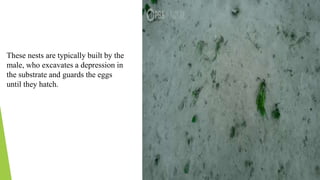 Puffer fish introduction, Morphology and its behaviour characteristics ...