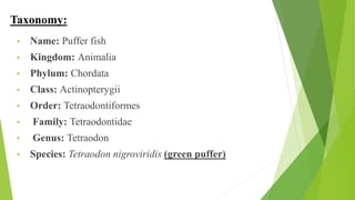 Puffer fish introduction, Morphology and its behaviour characteristics ...