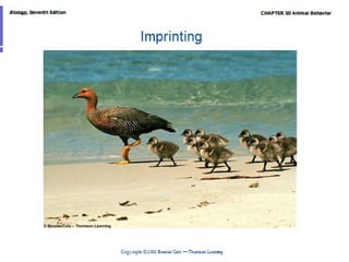 Imprinting Behaviour In Animals