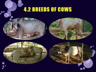 Cow Our Sacred Mother | PPT