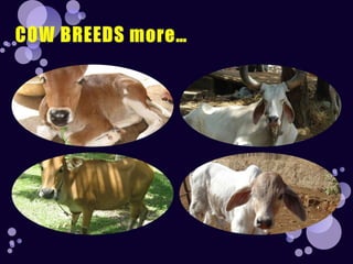 Cow Our Sacred Mother | PPTX