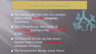 36 respiratory system | PPT