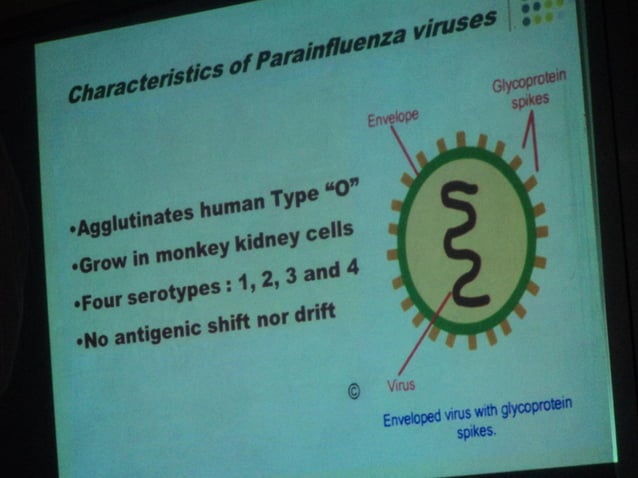 36. rna virus i (picorna, paramyxo and orthomyxo) | PPT