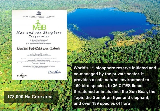 Sinar Mas Group Profile | PDF | Commodities | Economy