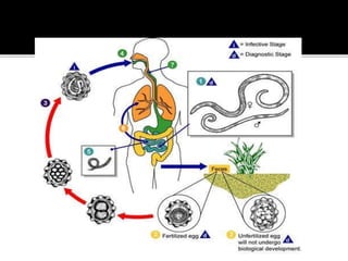 361022050-Materi-Penyuluhan-Penyakit-Kecacingan.pptx