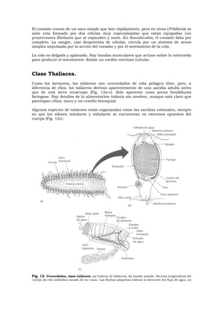 36141477 urocordados | DOC