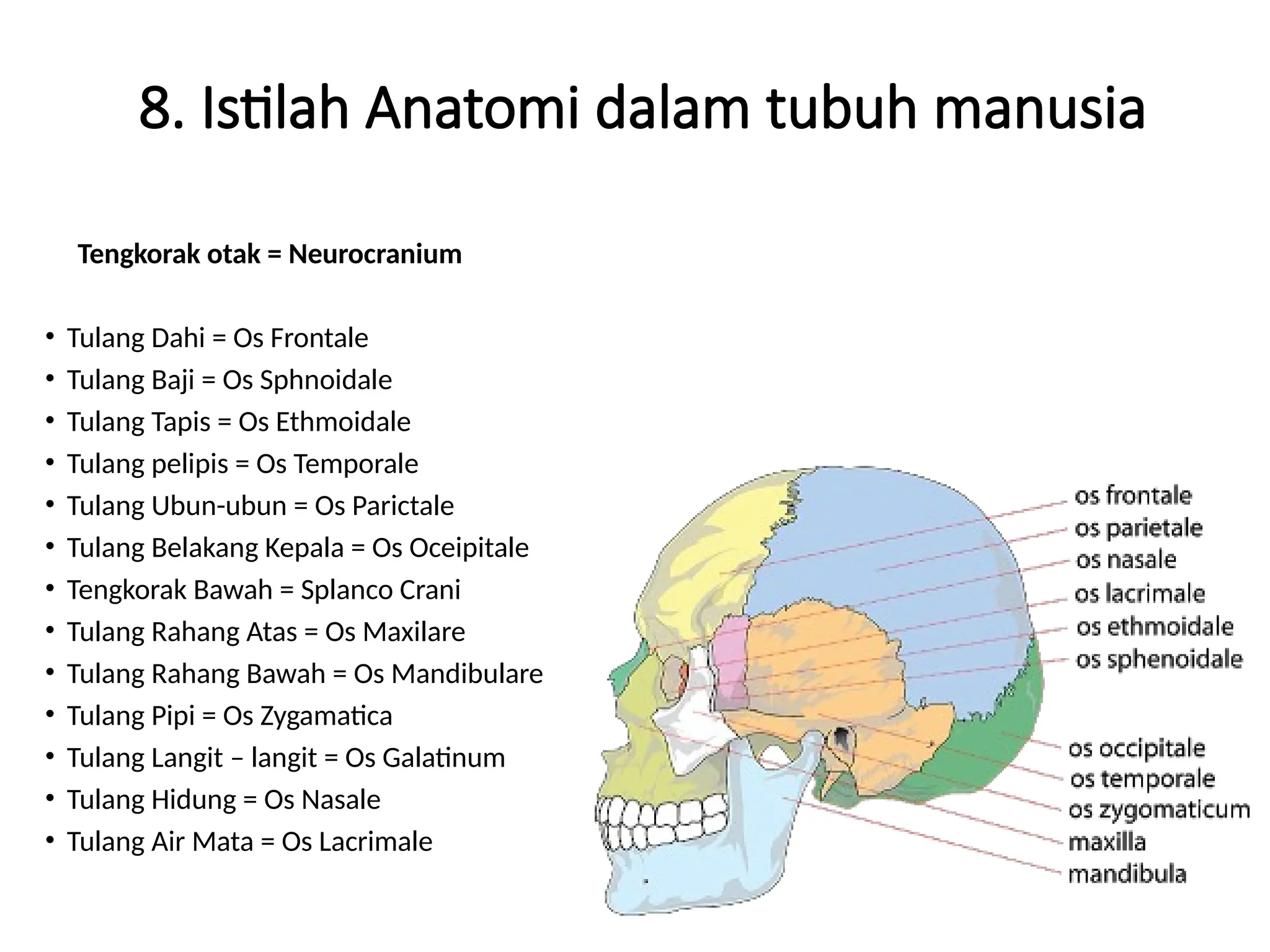361647372-Istilah-istilah-Anatomi-dan-Pembagian-Area-Tubuh.pptx
