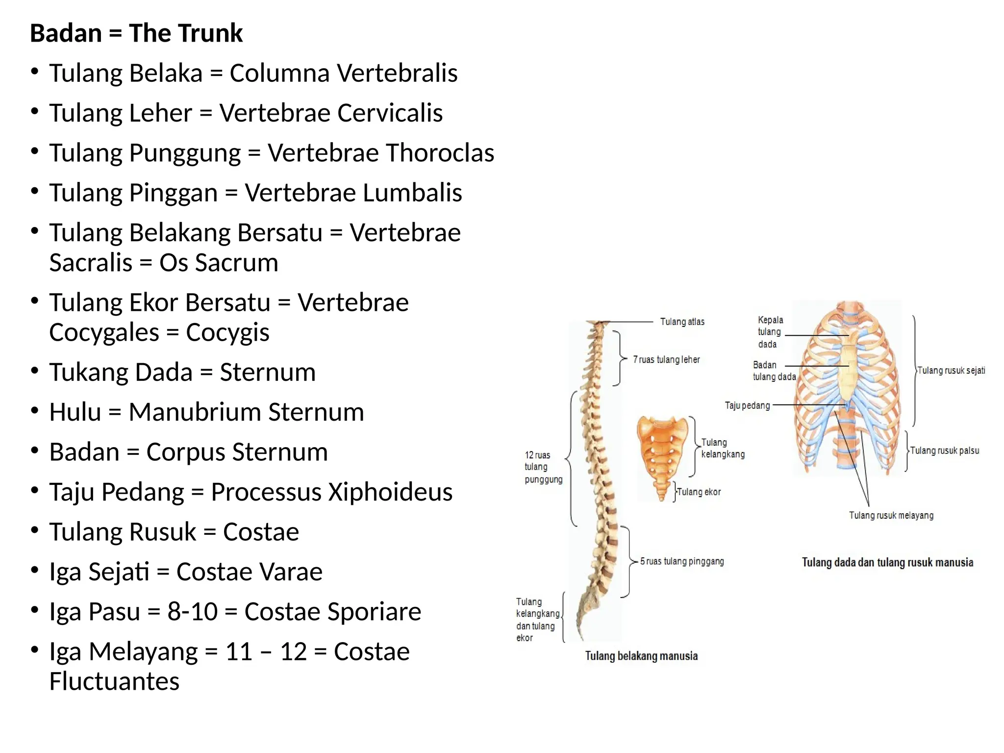 361647372-Istilah-istilah-Anatomi-dan-Pembagian-Area-Tubuh.pptx