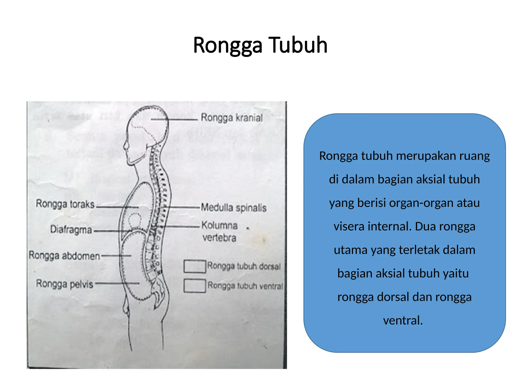 361647372-Istilah-istilah-Anatomi-dan-Pembagian-Area-Tubuh.pptx