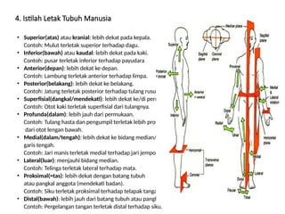 361647372-Istilah-istilah-Anatomi-dan-Pembagian-Area-Tubuh.pptx