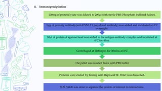 CHARACTERIZATION OF THE INTERACTOME OF DYNLT1 AND ITS BIOLOGICAL ...