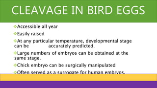 Early-Development-in-Birds.pptx