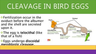 Early-Development-in-Birds.pptx