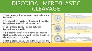 Early-Development-in-Birds.pptx