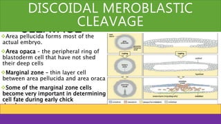 Early-Development-in-Birds.pptx